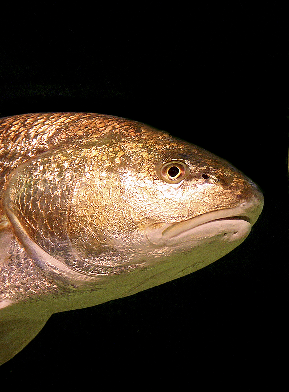 Sabine Lake is truly unique | Port Arthur News