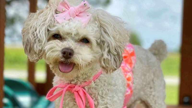 Enter your pet in our Cutest Pet Photo Contest, or just browse ...