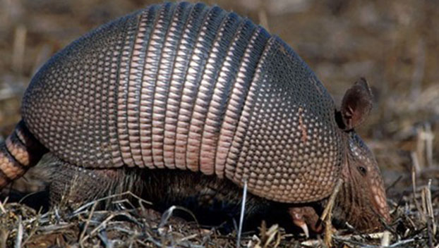 MASTER GARDENER — Best options for dealing with armadillos in Southeast Texas | Port Arthur News