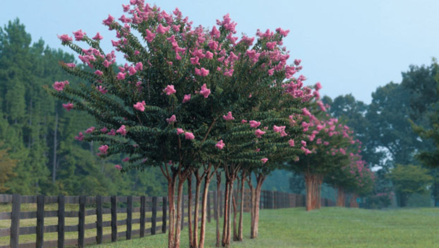 MASTER GARDENER — Anticipating Spring? Try winter garden cleanup ...