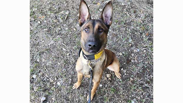 Port Neches Police Department welcomes new K-9 Ruger following Rico’s ...