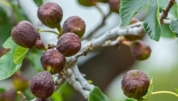 MASTER GARDENER — Move over blueberries, Figs are Back! | Port Arthur News