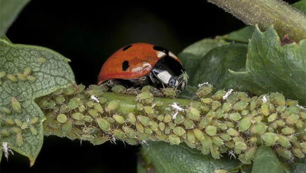 MASTER GARDENER — Beneficial insects are the “Good Guys” of your garden ...