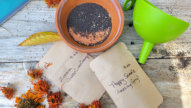 MASTER GARDENER — The correct way to save seeds (Part 2 of 2) | Port ...