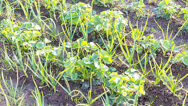 EXPERT GARDEN TIPS — Friendly companions with Garlic and Strawberries ...